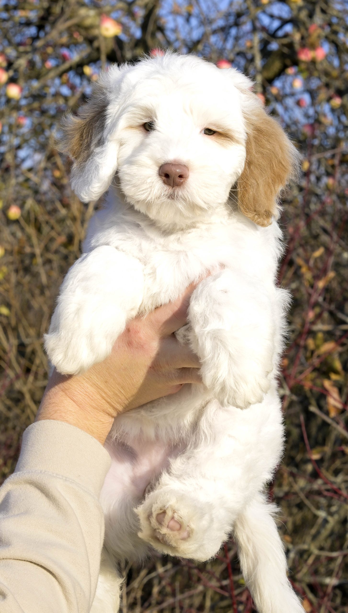 Dumpling - female - Australian Labradoodle - SwissRidge Kennels
