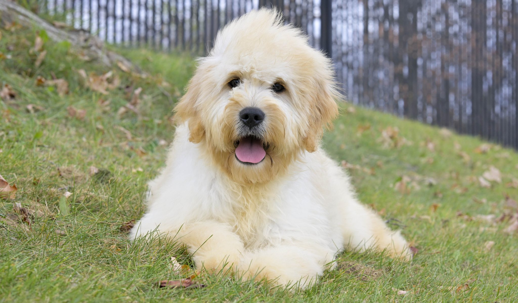 Australian Goldendoodles - SwissRidge Kennels