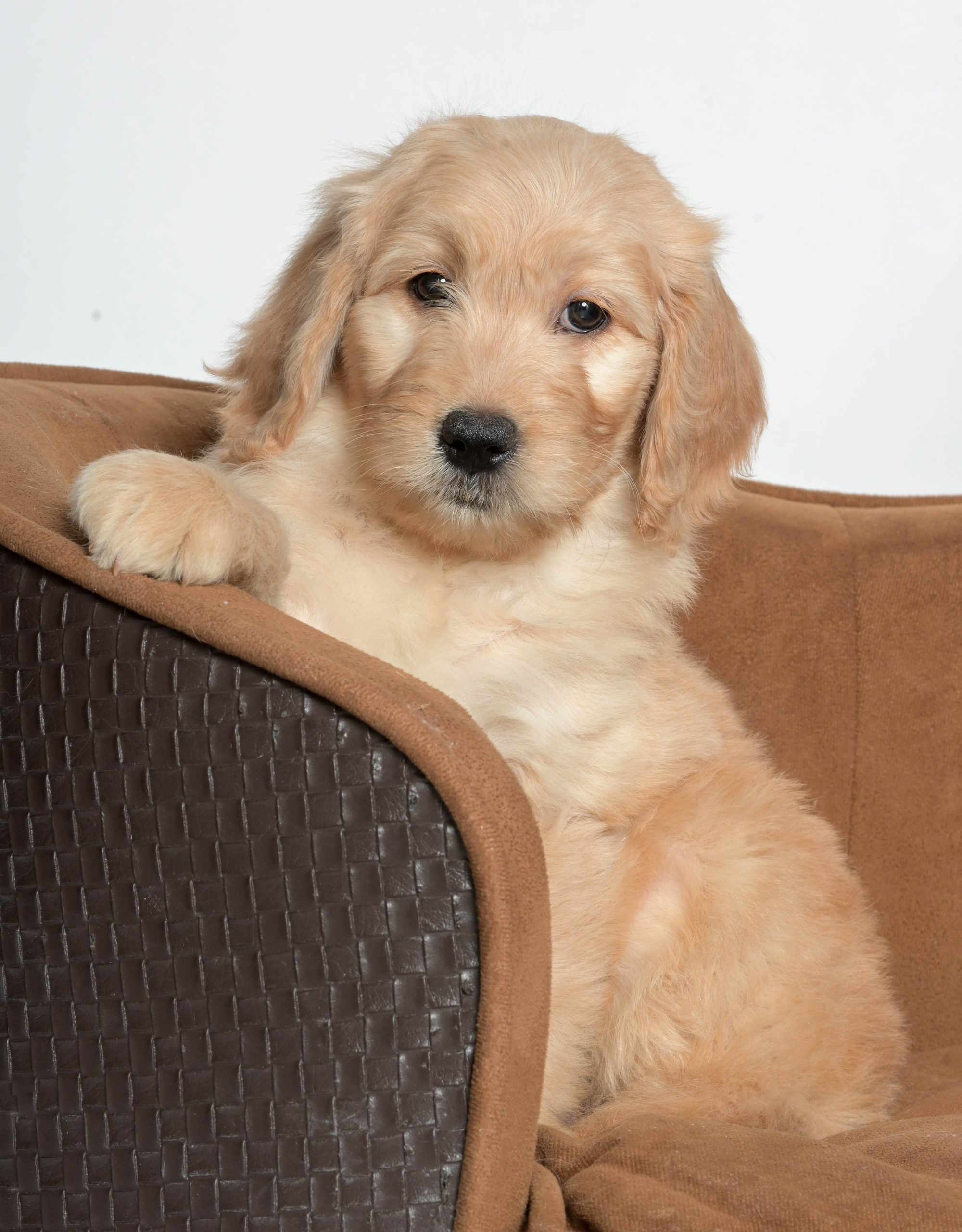 Pippa - female - Goldendoodle - SwissRidge Kennels