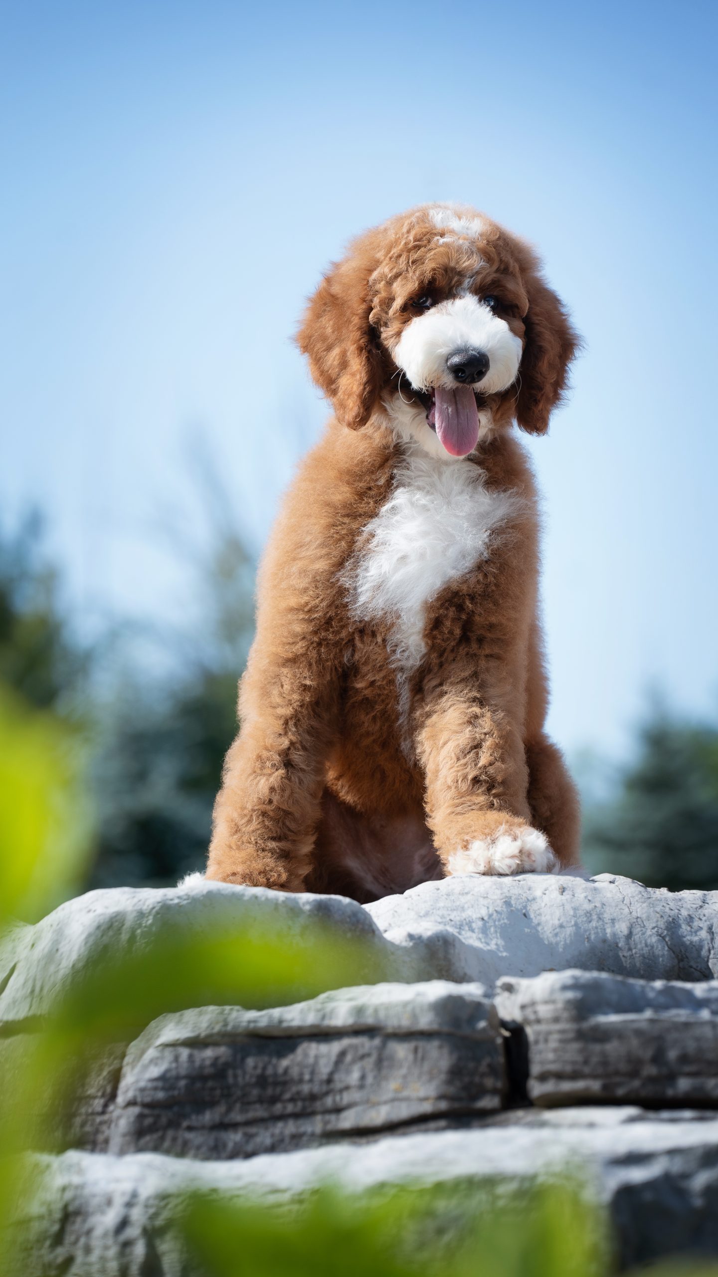 Abigail Female Poodle Swissridge Kennels