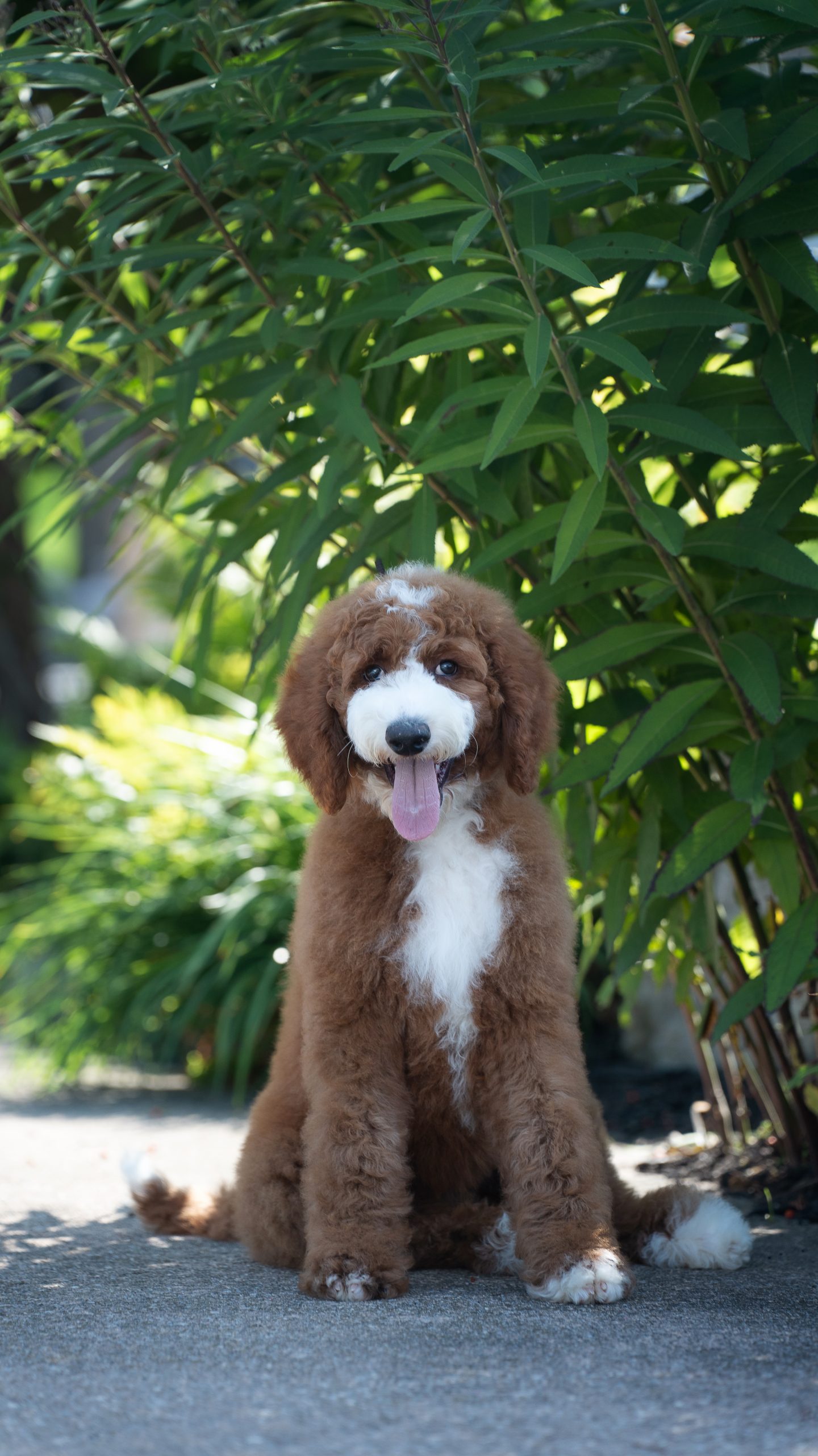 Abigail Female Poodle Swissridge Kennels