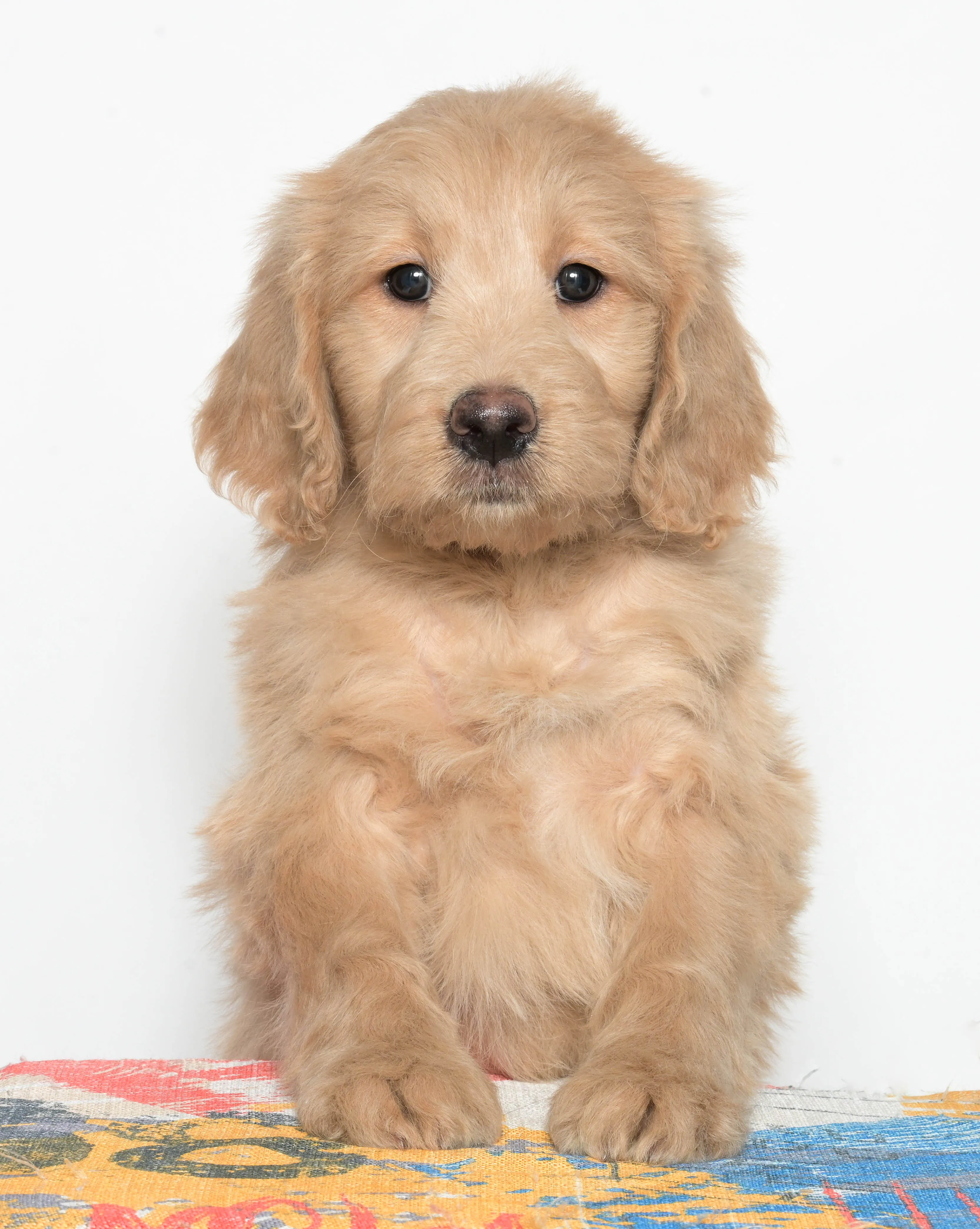 Marlo - male - Goldendoodle - SwissRidge Kennels